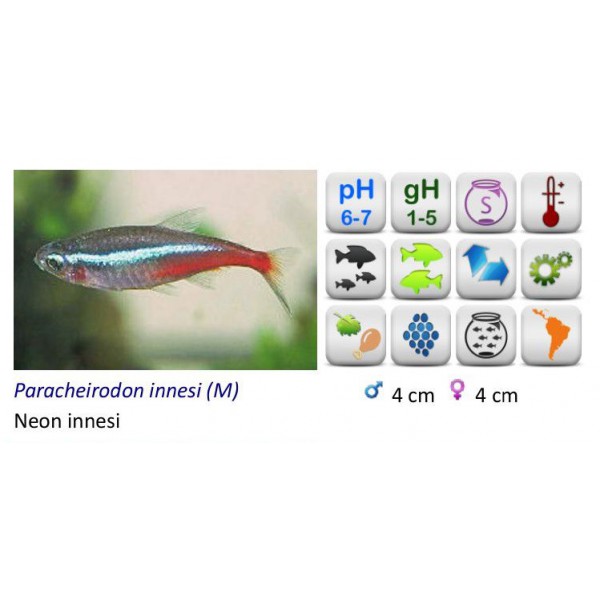 Peces Agua Dulce NEON INNESI | Mundo Verde/Garden Center