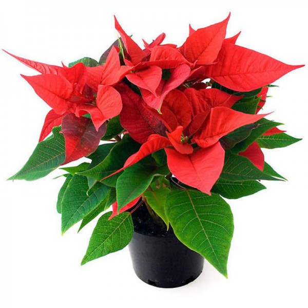 Plantas navidad FLOR DE PASCUA - POINSETTIA M-12 CMS. | Mundo Verde ...