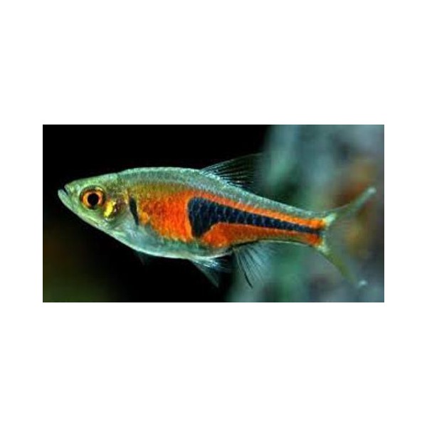 Peces Agua Dulce RASBORA HENGELI | Mundo Verde/Garden Center