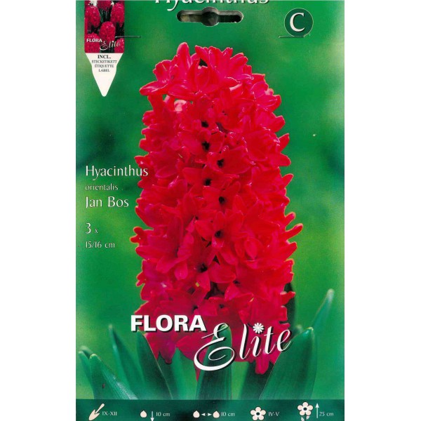 Bulbos otoño-invierno JACINTO ROJO ELITE | Mundo Verde/Garden Center