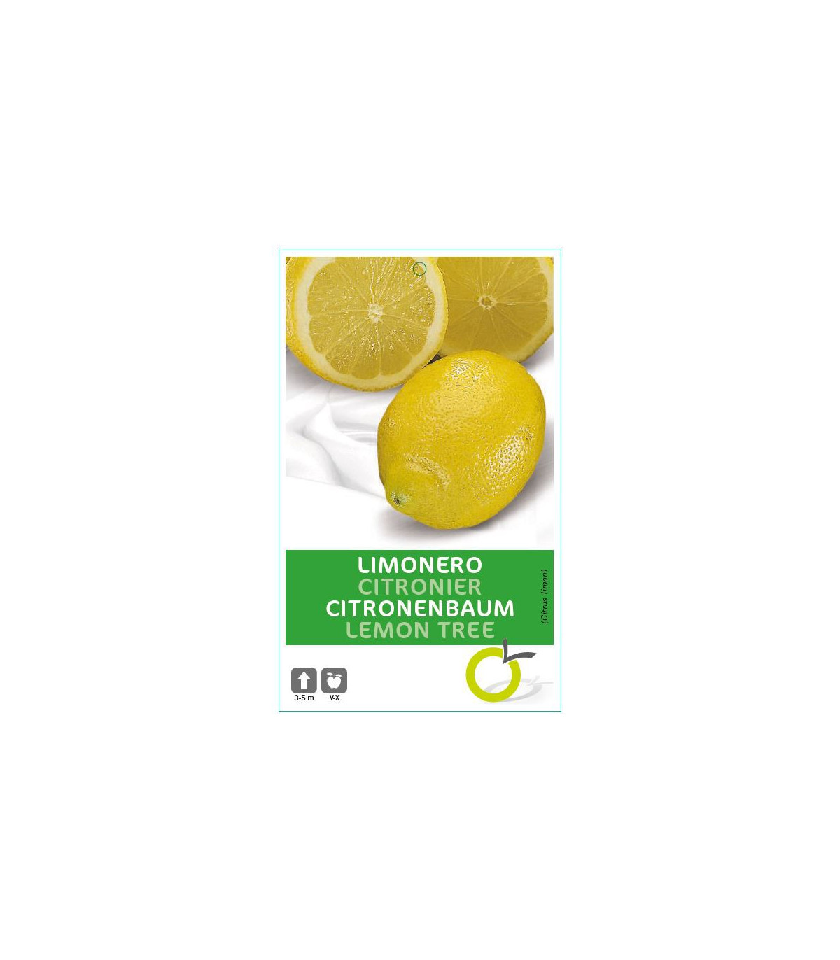 Limoneros LIMONERO CIT. LIMON C/17 | Mundo Verde/Garden Center