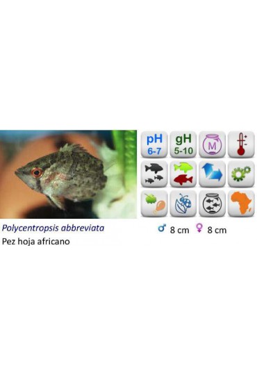 Peces Agua Dulce PEZ HOJA AFRICANO | Mundo Verde/Garden Center