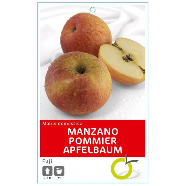 Manzanos MANZANO FUJI C/19, MALUS DOMESTICA | Mundo Verde/Garden Center