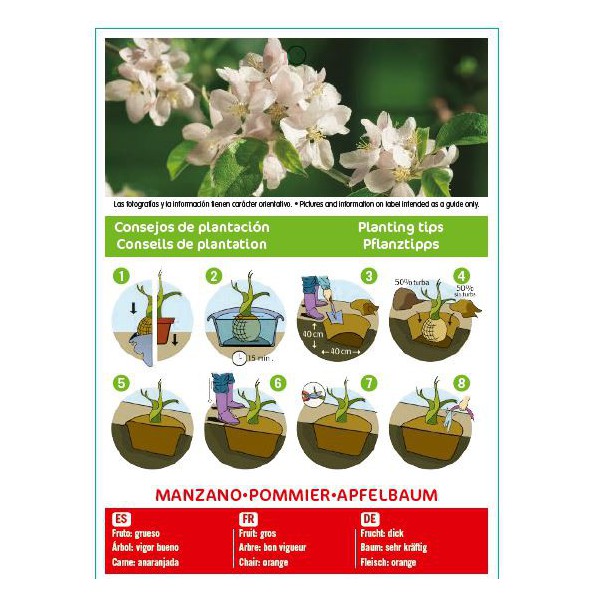 Manzanos MANZANO FUJI C/19, MALUS DOMESTICA | Mundo Verde/Garden Center