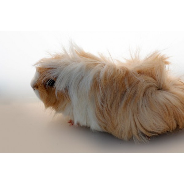 Animales vivos COBAYA PERUVIANA | Mundo Verde/Garden Center