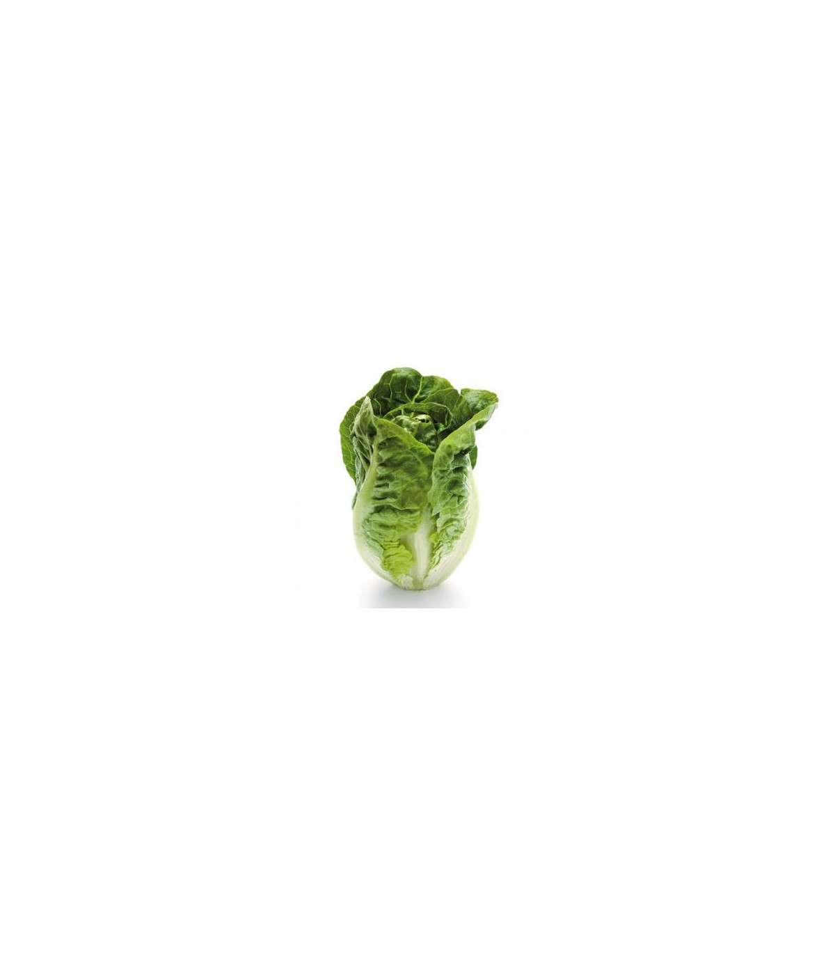 Plantas para la huerta LECHUGA COGOLLO PACK 12 | Mundo Verde/Garden Center