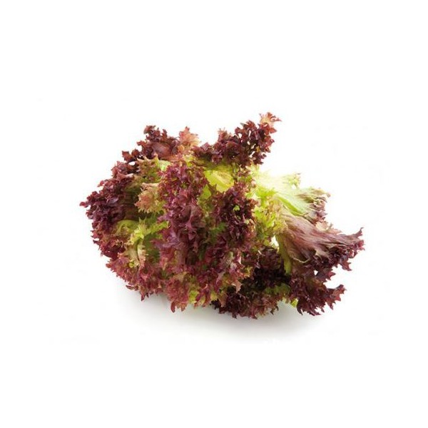 Plantas para la huerta LECHUGA LOLLO ROSA PACK 12 | Mundo Verde/Garden ...