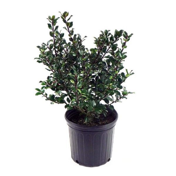 Plantas de Exterior ILEX MESERVEAE BLUE PRINCE | Mundo Verde/Garden Center