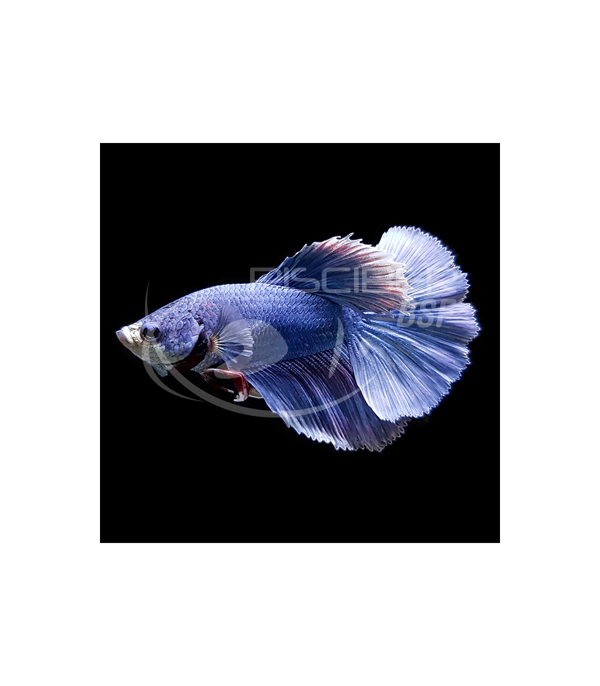 Peces Betta Betta Macho Superdelta | Mundo Verde/Garden Center