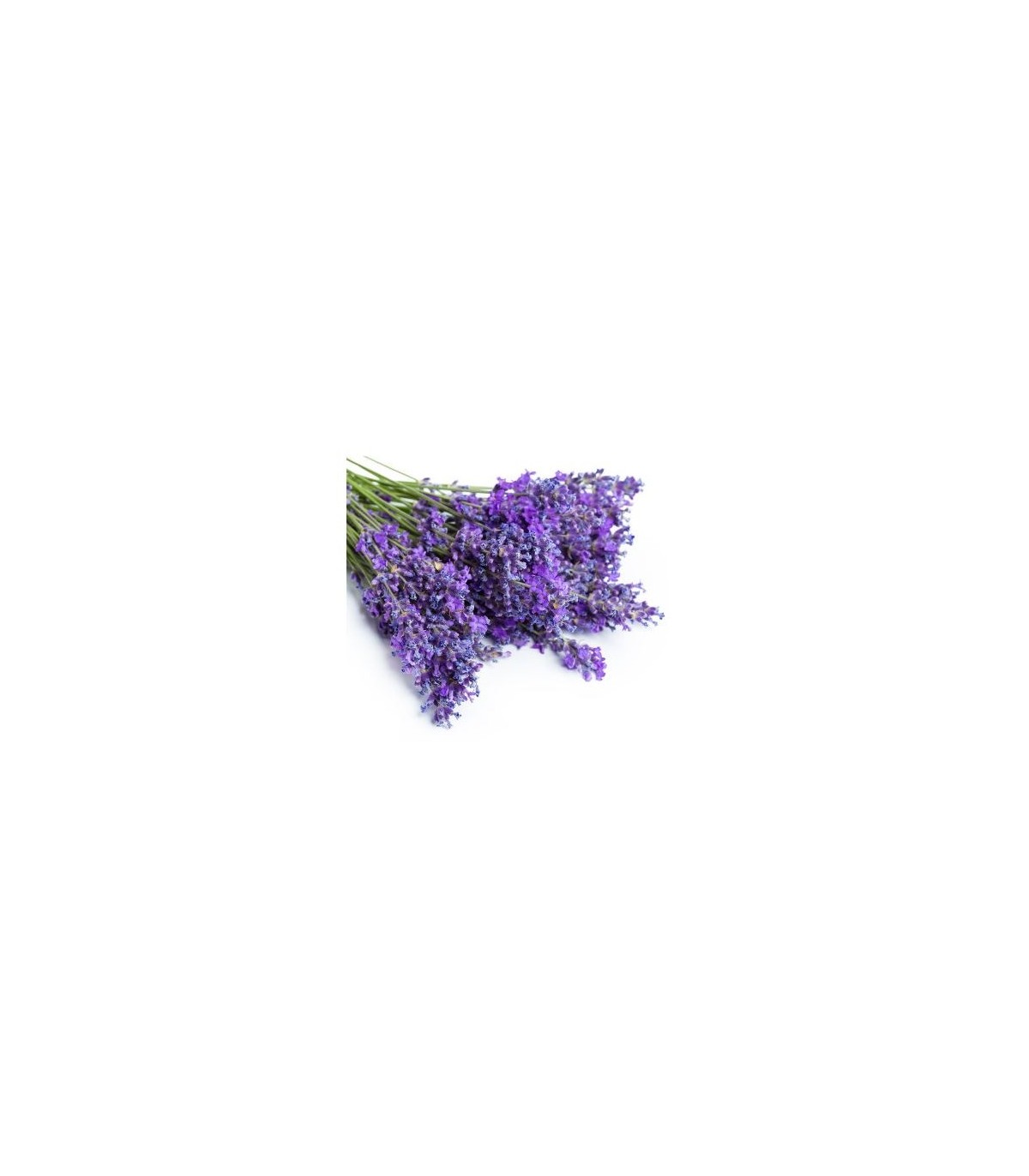 Lavanda Eco