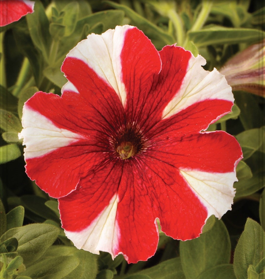 Combinaciones De Colores De Petunia