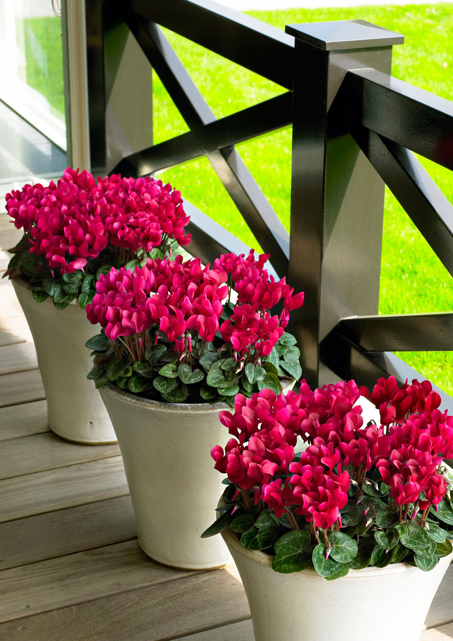 USA EL CICLAMEN PARA ALGO MÁS QUE DAR COLOR - Mvgarden