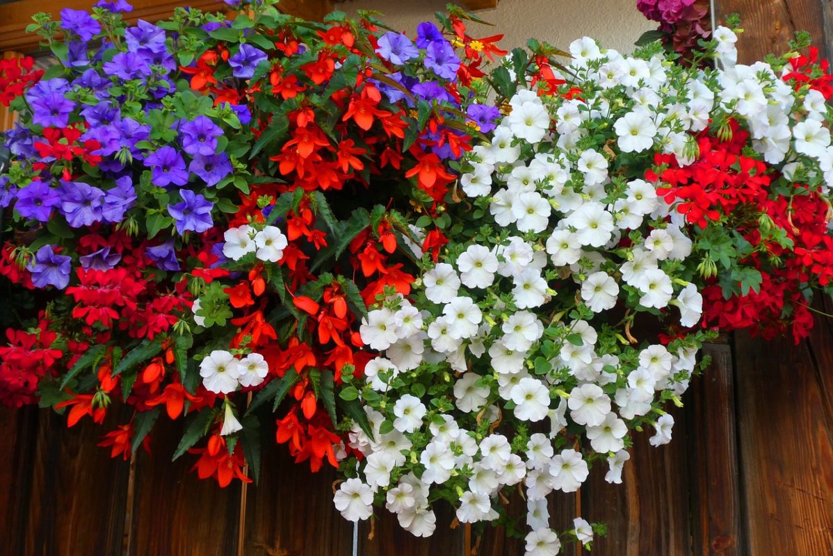 Elige tus plantas colgantes con flor para disfrutar en primavera - Mvgarden