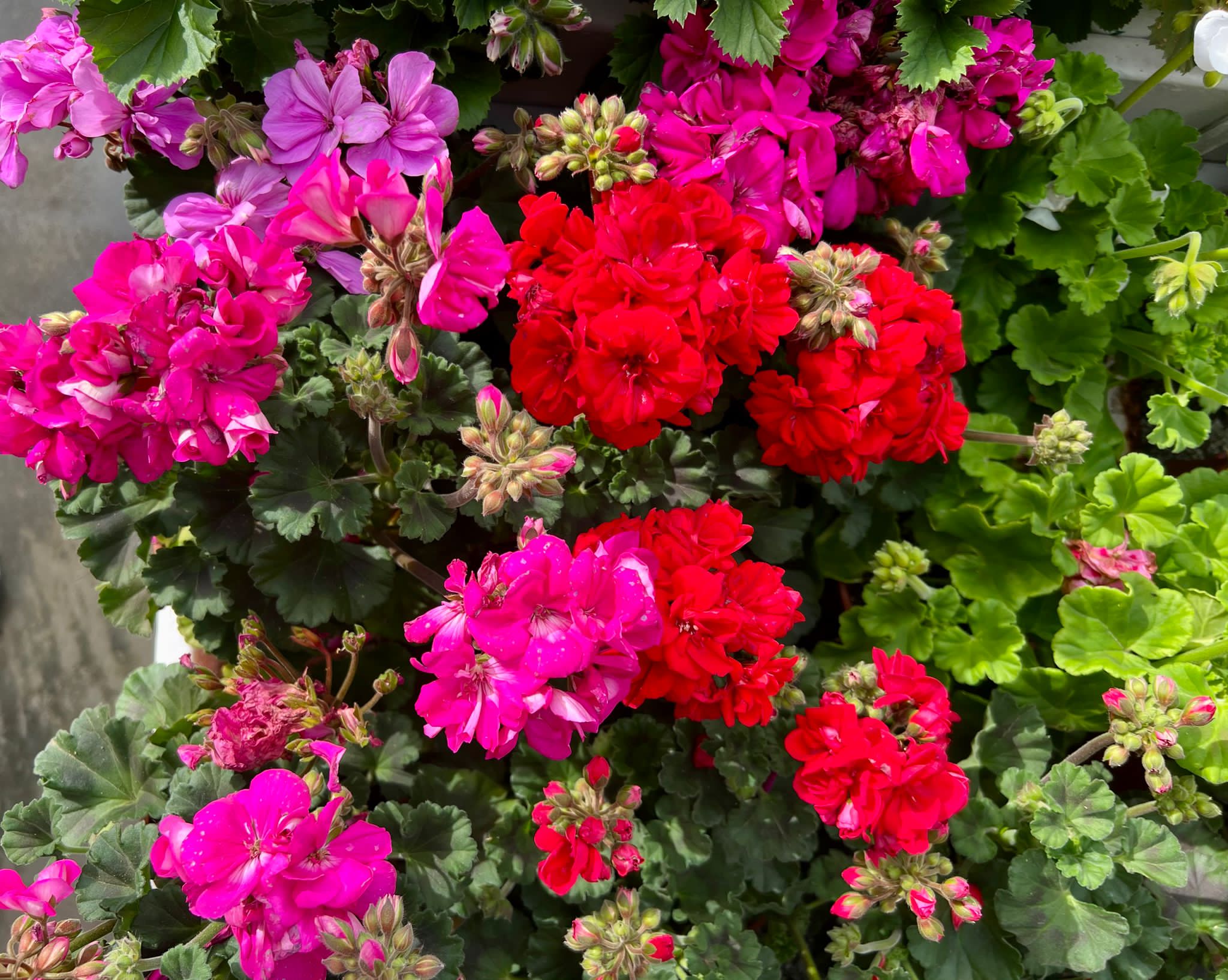 El Geranio, la estrella de los balcones - Mvgarden